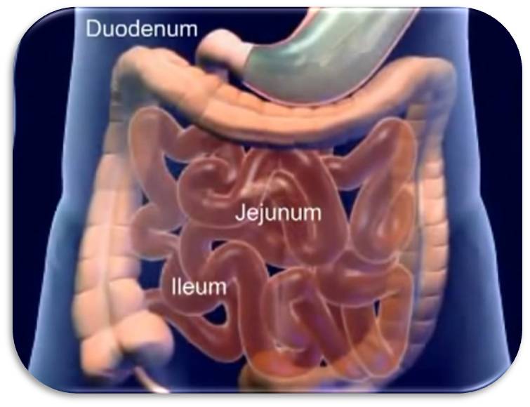 The Process of Digestion